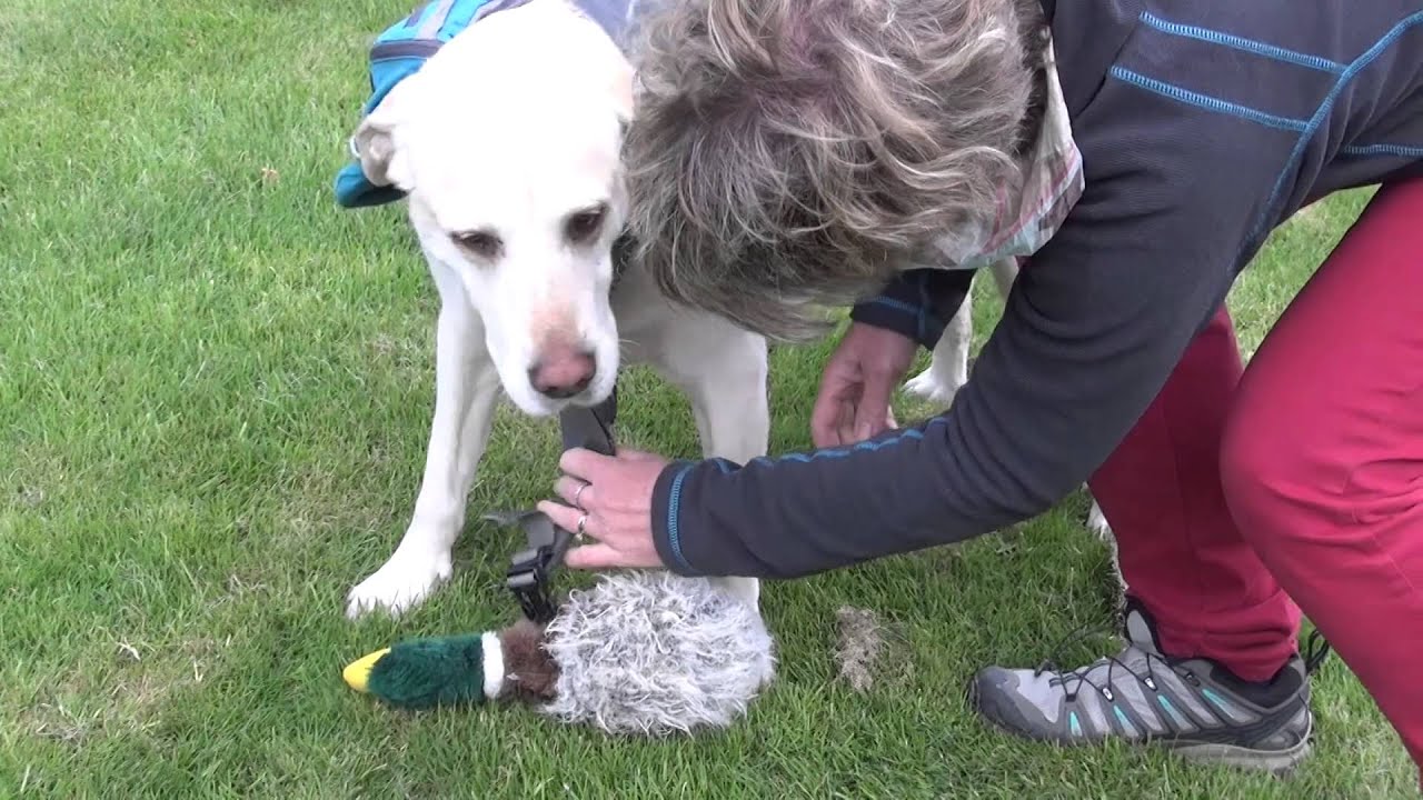 Long distance walking with a dog – hard-won hints and tips. - YouTube