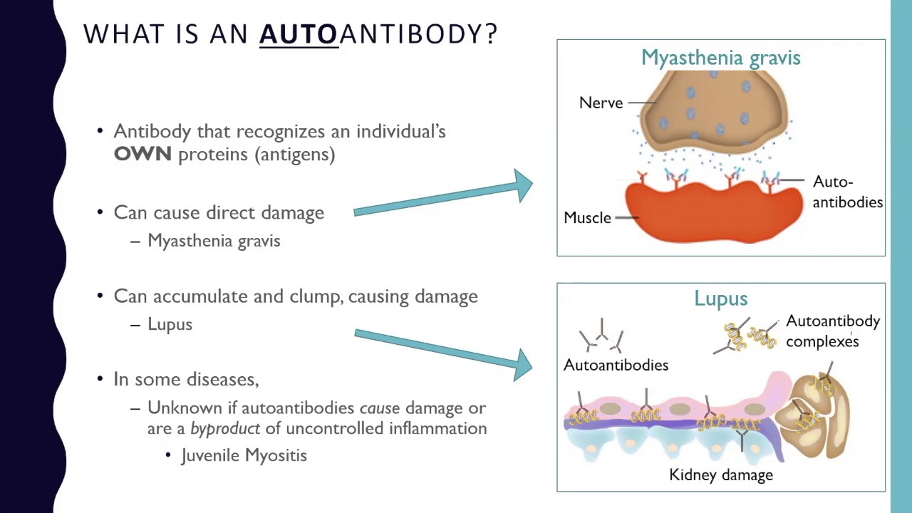 What Is an Autoantibody? - YouTube