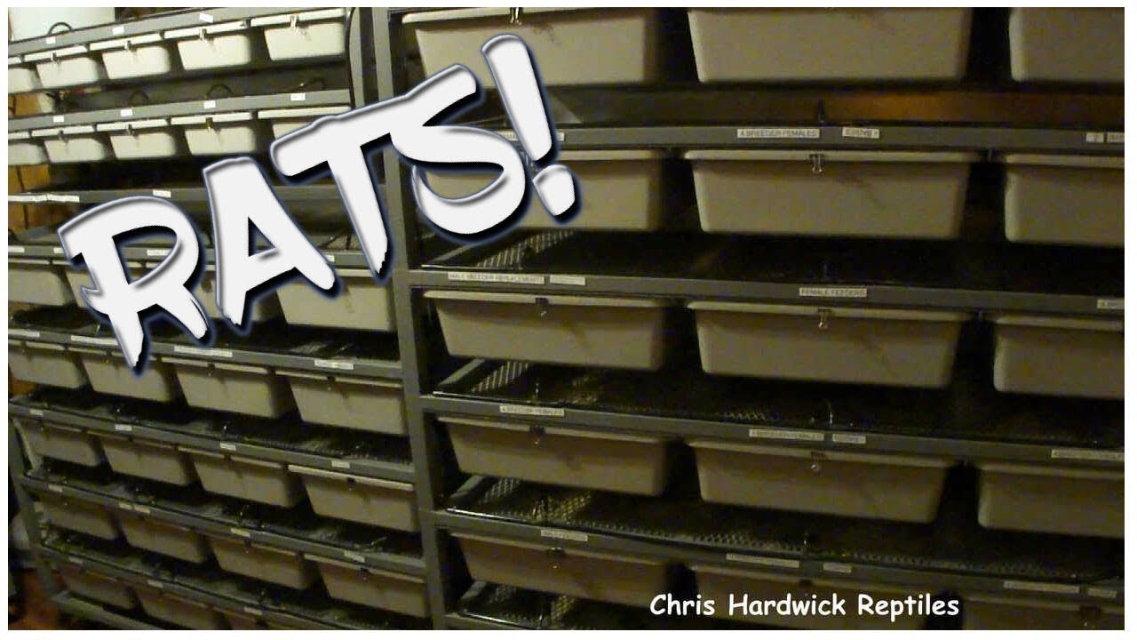 How to maintain a colony of 80 female rats - YouTube