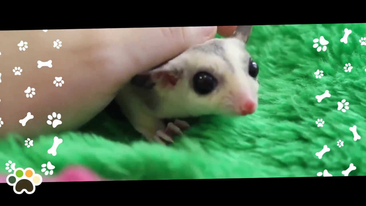 Bebês Animais - Uma Seleção de Vídeos dos Animais mais Fofos 2018 - YouTube