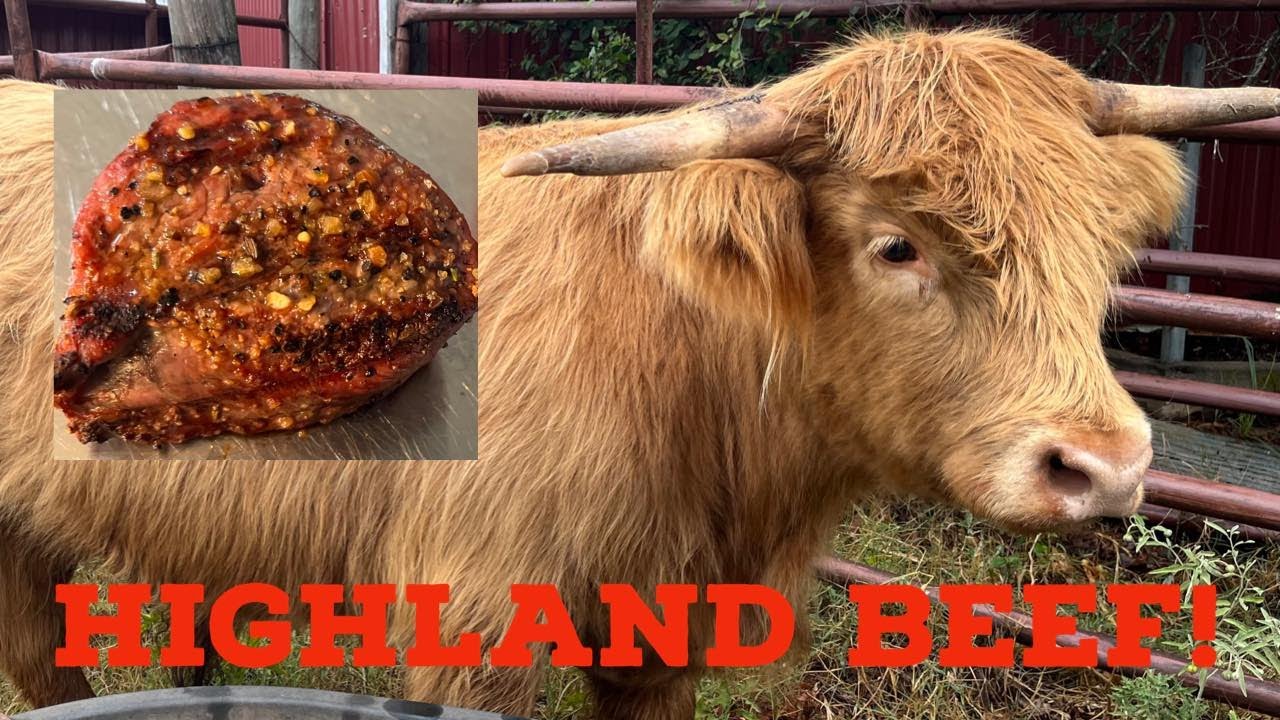 How much beef did we get from our highland steer? - YouTube