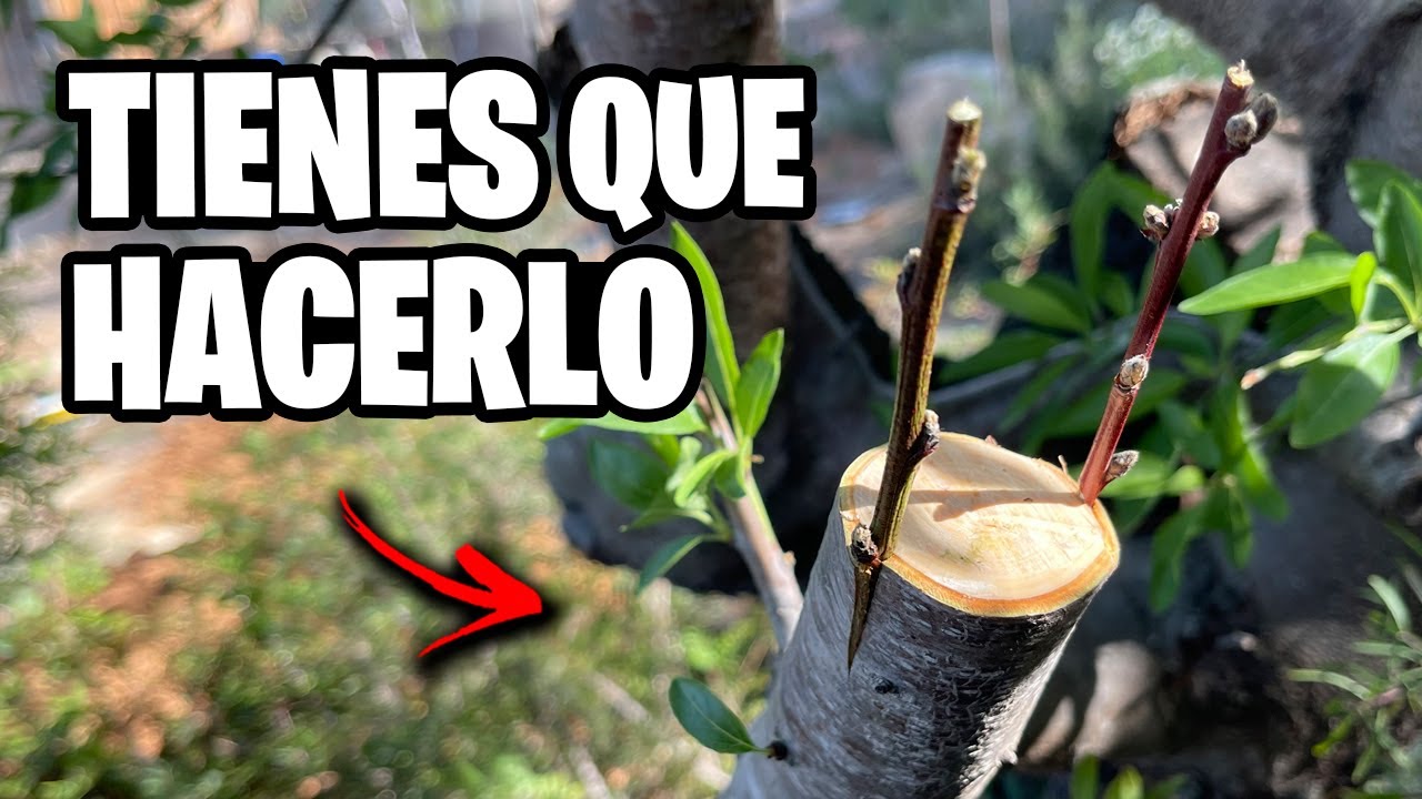 Como hacer un INJERTO de Ciruelo y Melocotón en Almendro!! Paso a Paso ...