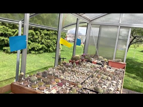 Trappole cromotropiche - Diari di coltivazione - Rod (maggio 2021 ...