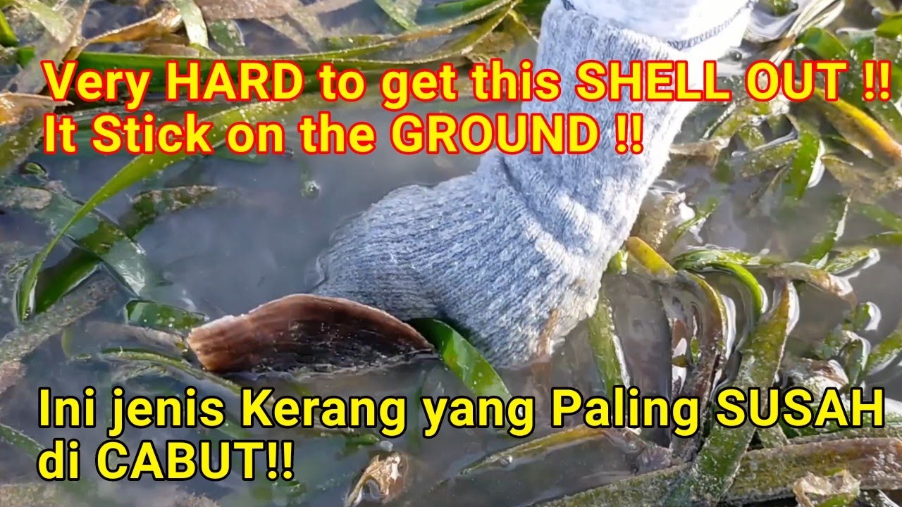 Hunting Shell & HOW to get the Ax Clams OUT FROM the BReeding Ground ...