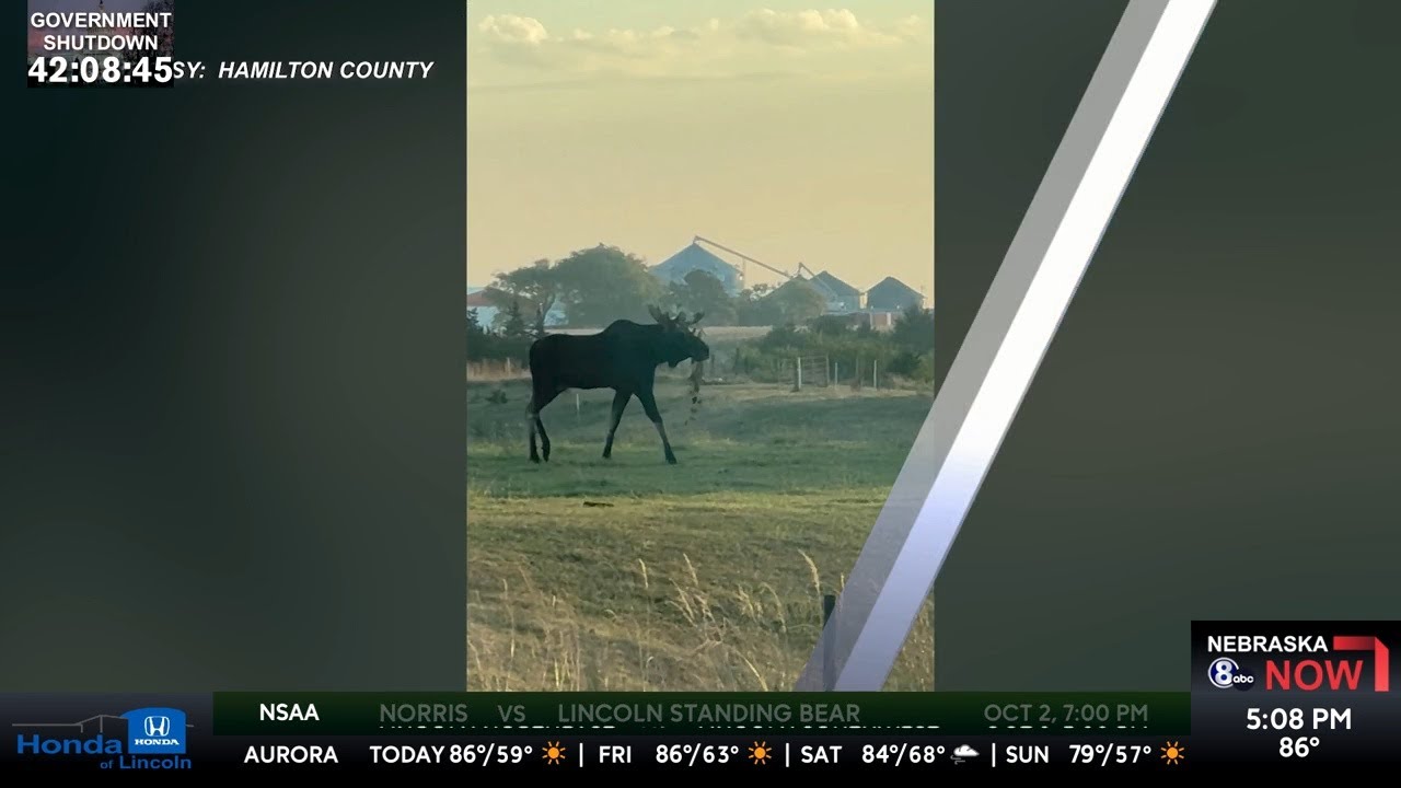 Moose spotted walking along highway near rural Nebraska village - YouTube