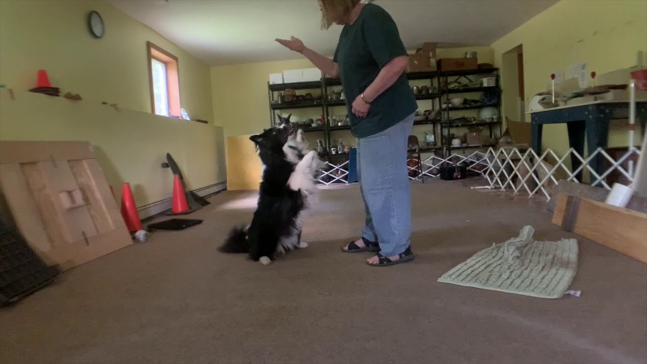 Polly: AKC Trick Dog Intermediate - YouTube