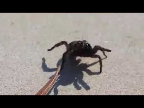 spider attacks !! funnel web spider spain - YouTube