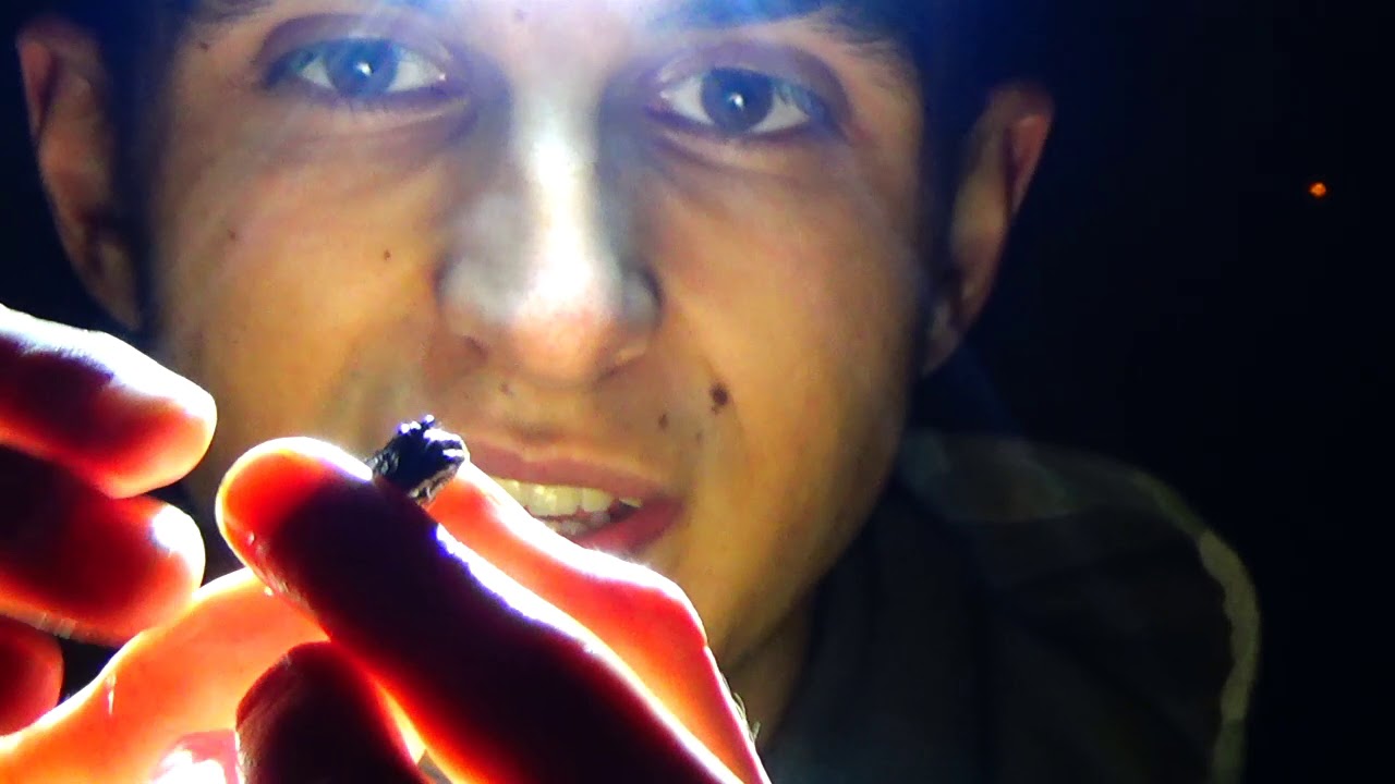 THE EXTENDED PHENOTYPE EXPLAINED!! - YouTube