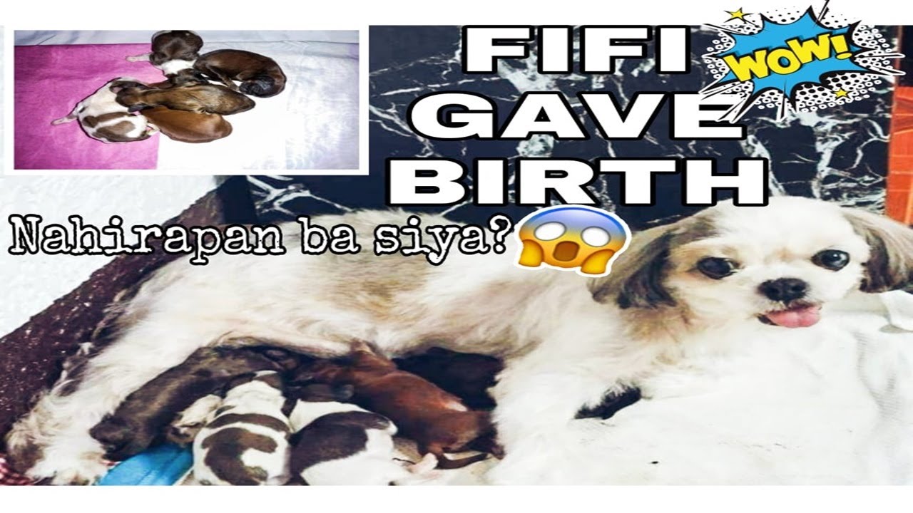 SHIH TZU GIVING BIRTH FOR THE 1ST TIME FOR 5 PUPPIES AFTER 7 YEARS OF ...