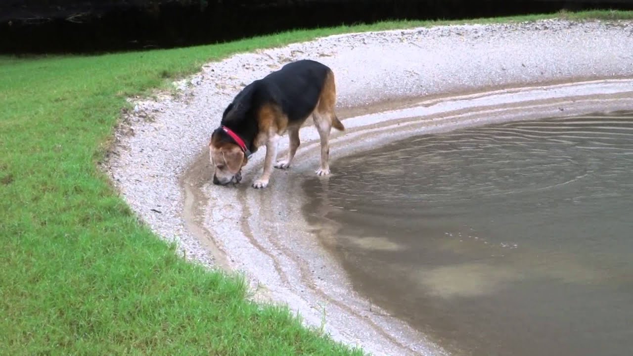 Fish eating my lawn that is underwater from flooding - YouTube