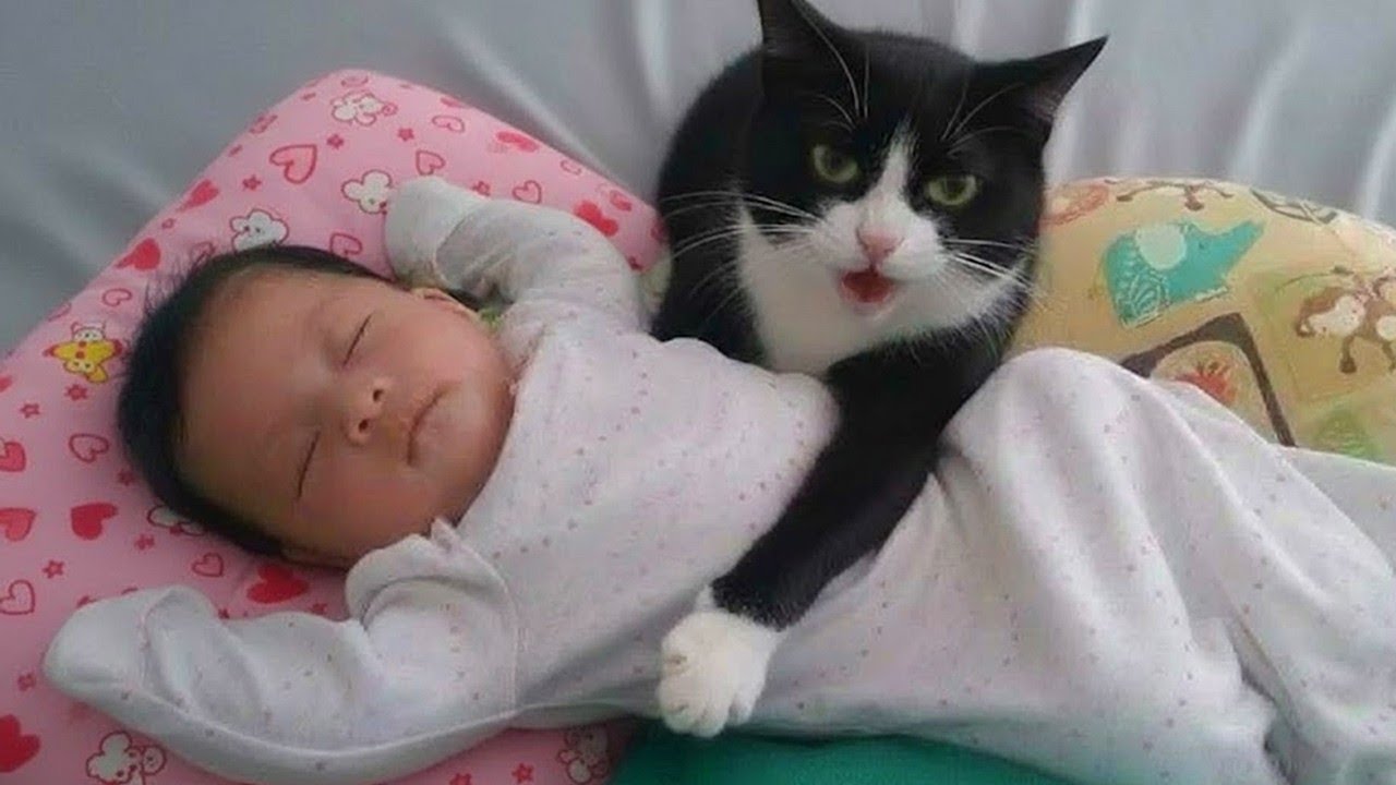 Cats Protecting Babies Like Their Little Ones!😘😸 - YouTube
