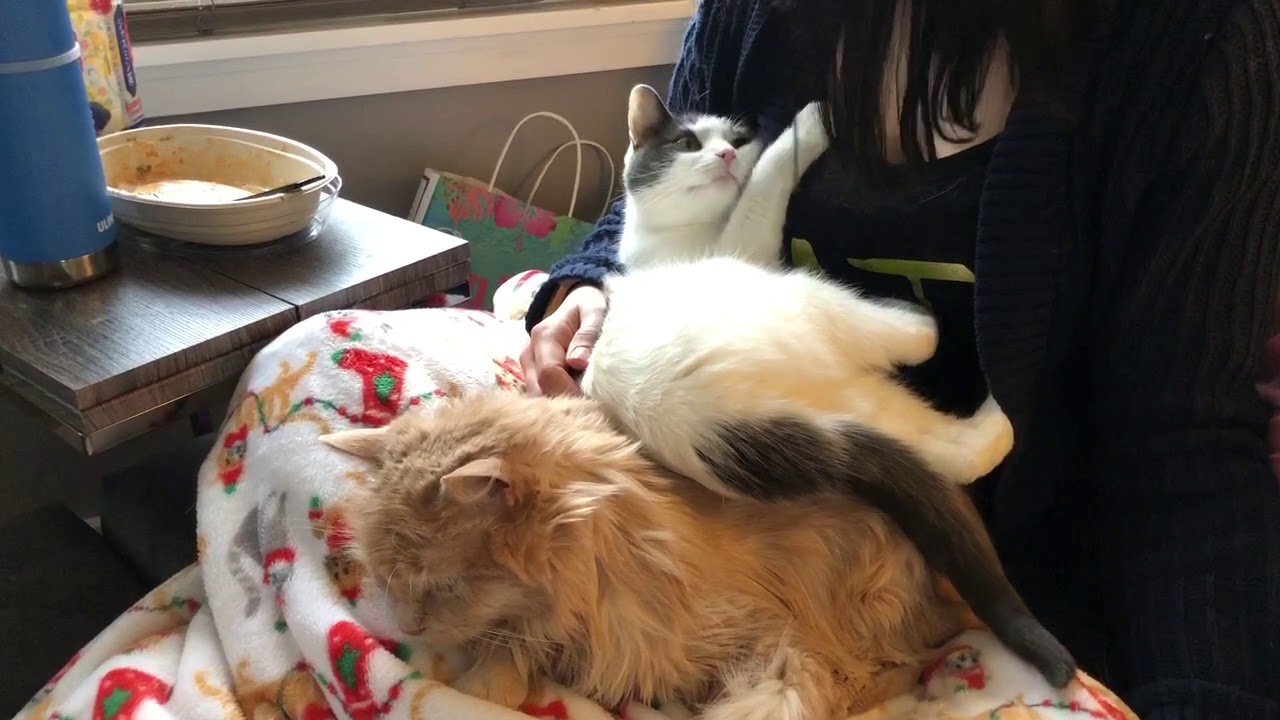 Cat Cuddle Pile - YouTube