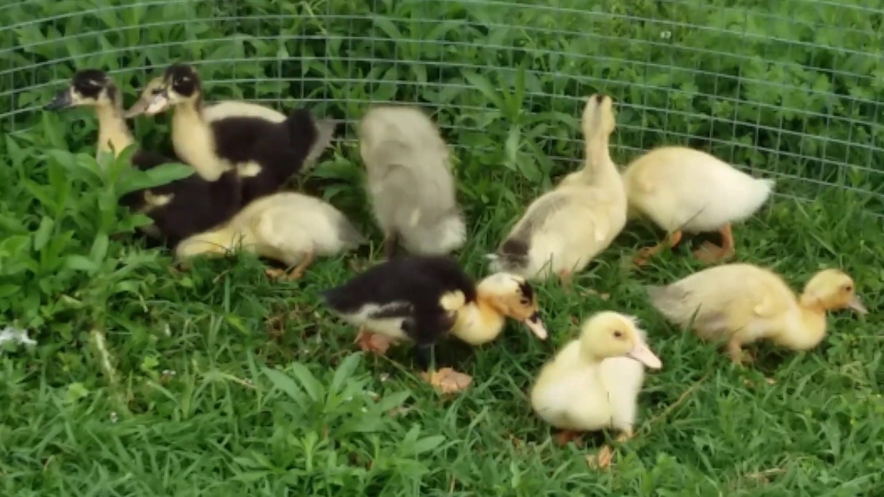 BABE DUCKS PLAY AND FEEDING IN THE GRASS IN THE BACKYARD - FARMA SKYDRA ...
