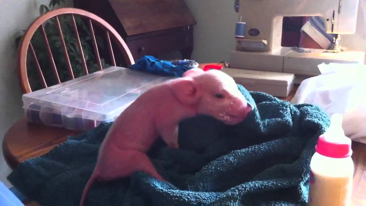 Four-day old piglet runt - YouTube