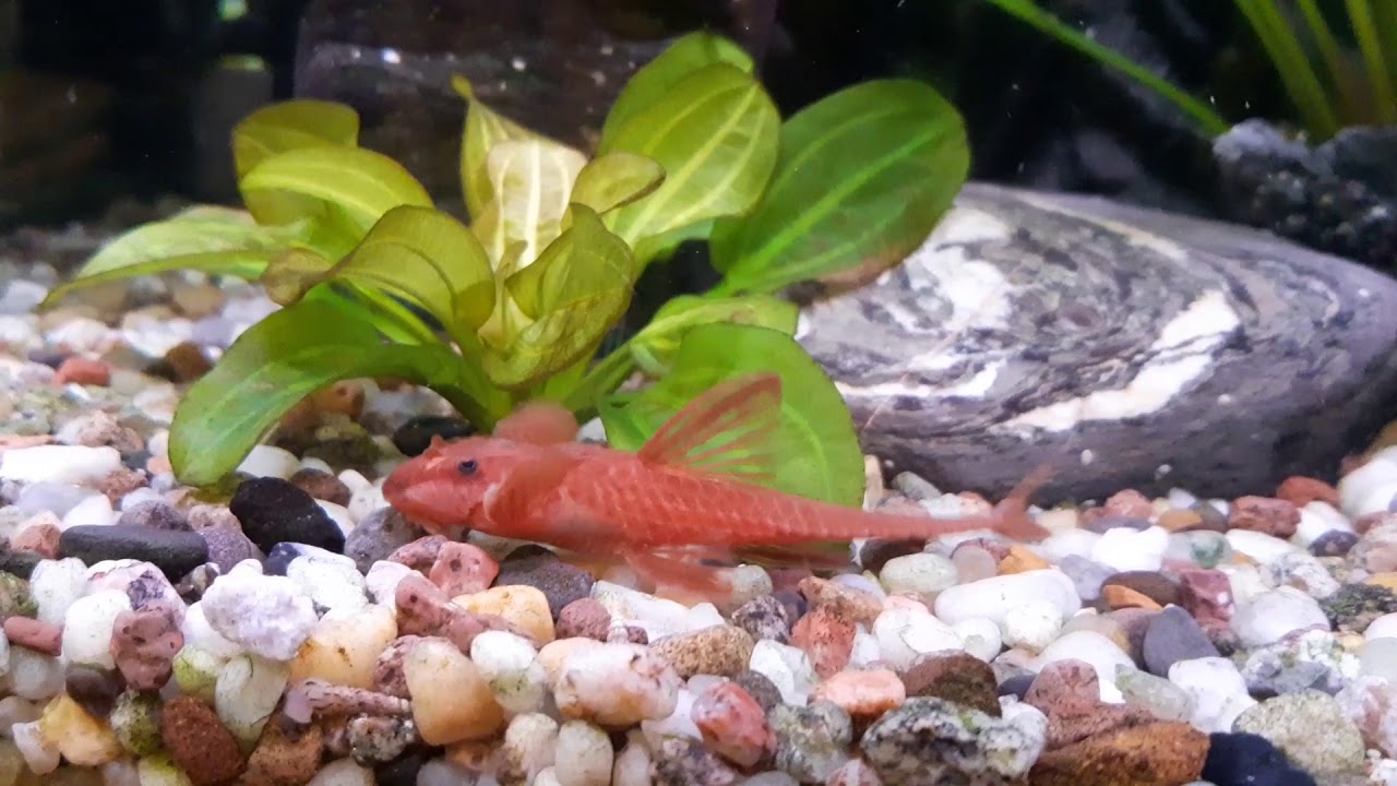 Rineloricaria 010A / Red Lizard - YouTube