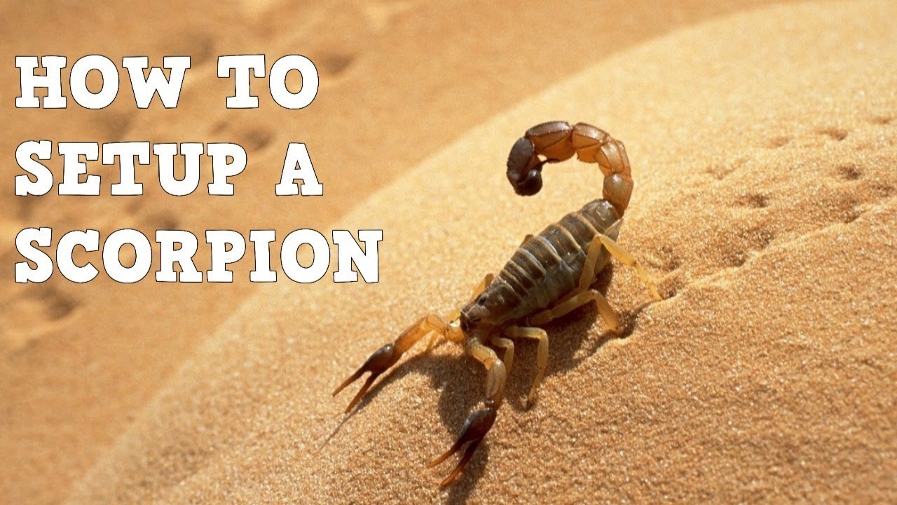 How to setup a Desert scorpion (Simple setup) - YouTube