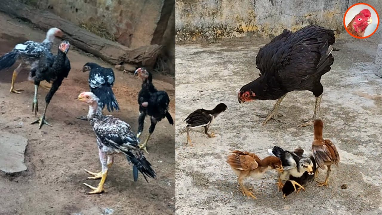 Top quality parrot nose long tail hen & 5 chicks | 7093717284 | Pondram ...