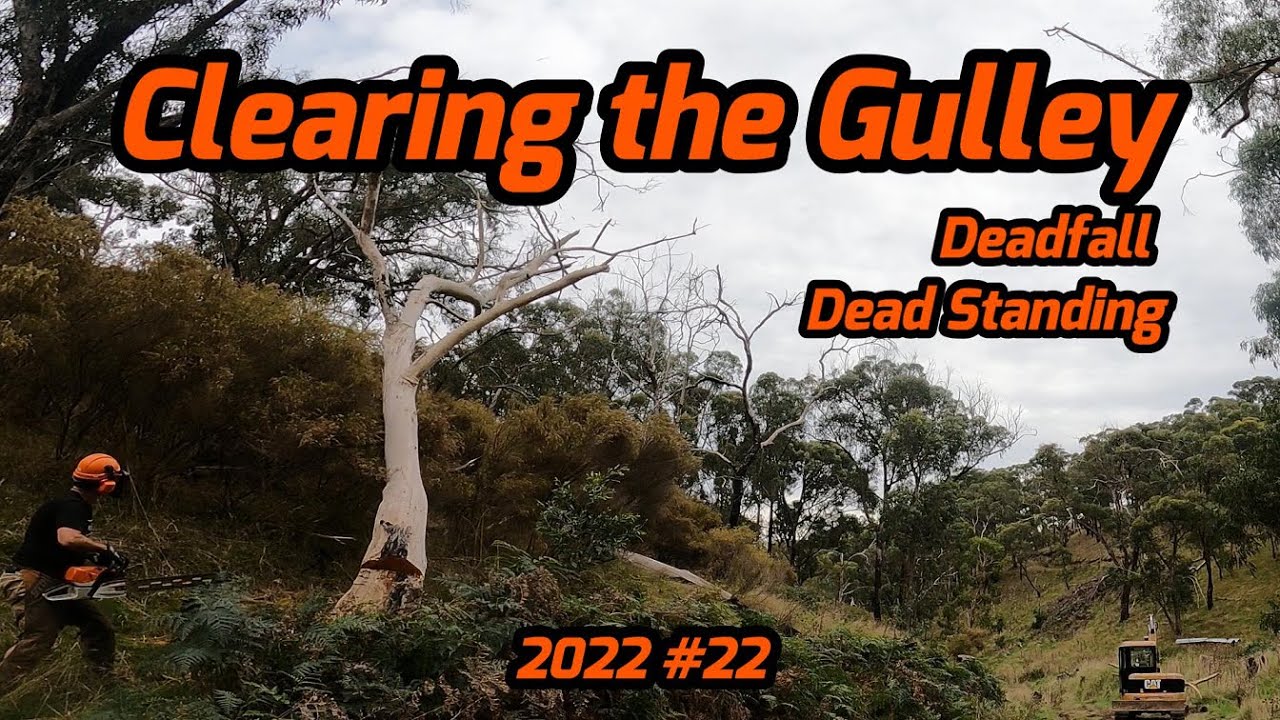 Clearing the Gulley of Deadfall and Dead Standing Trees - 2022 #22 ...