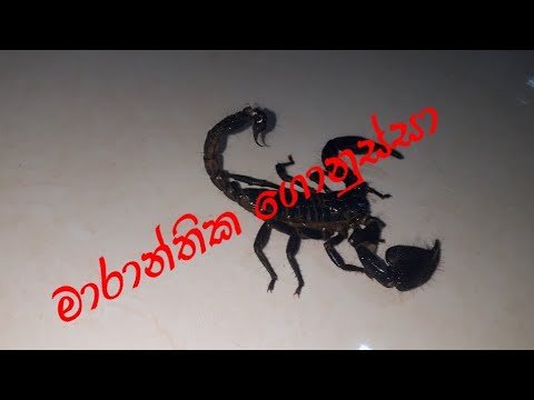SCORPION ATTACK IN SIDE HOME.#DANGEROUS#GONUSSA# - YouTube