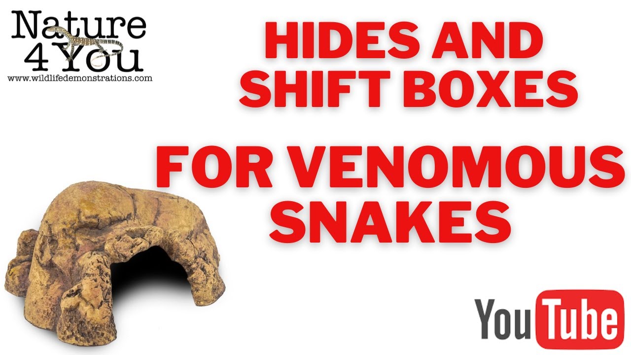 Hides and shift boxes for venomous snakes.....with a cheeky Tiger snake ...