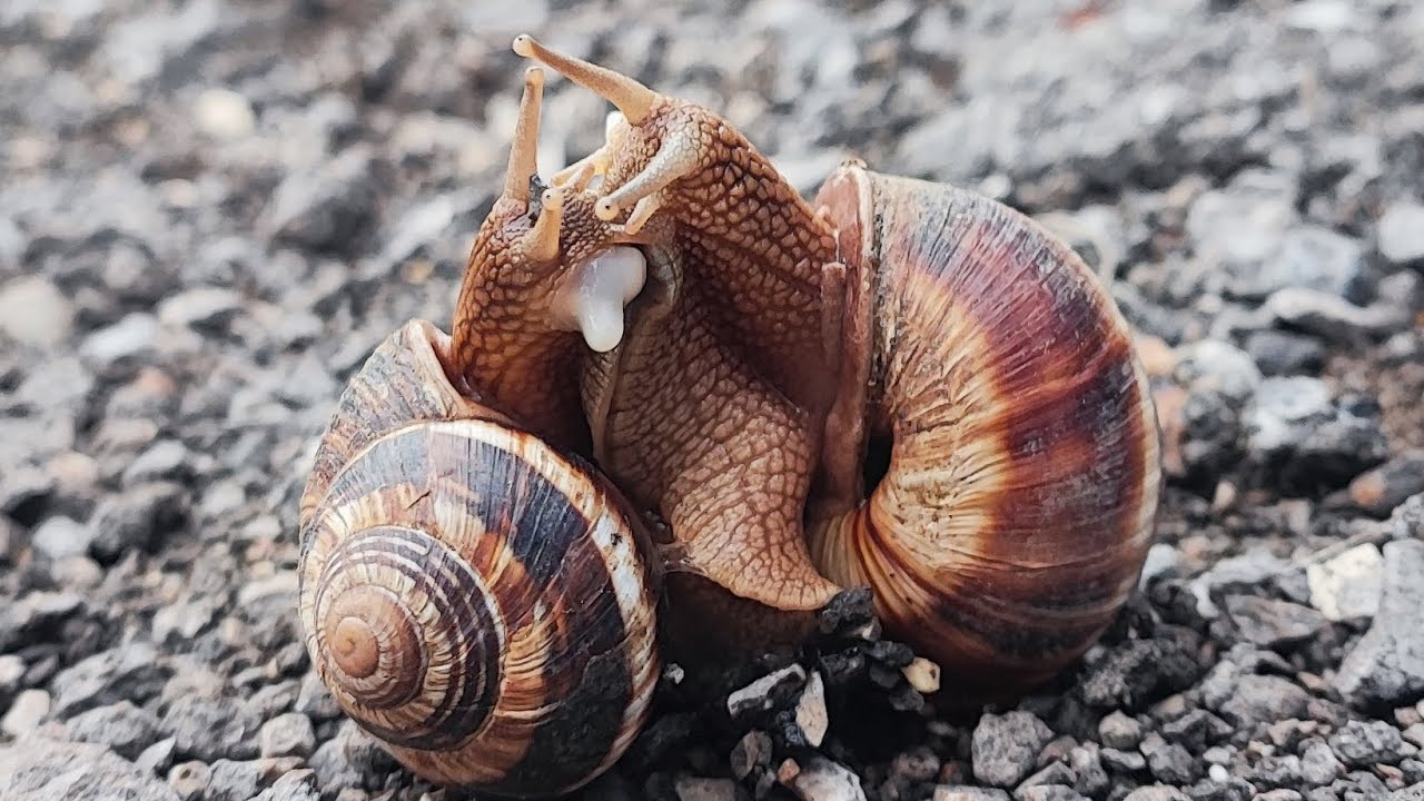 Snails Dance - YouTube