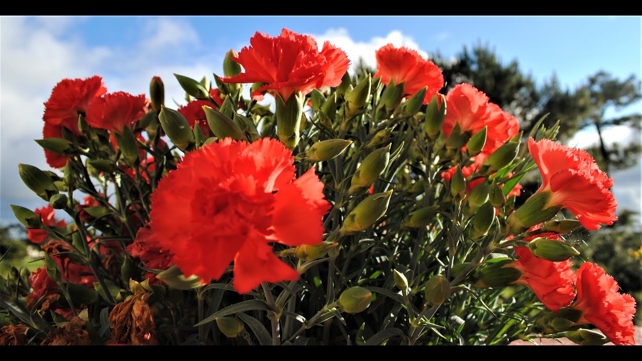 Floraison au pays basque & fleurs du monde . . . - YouTube
