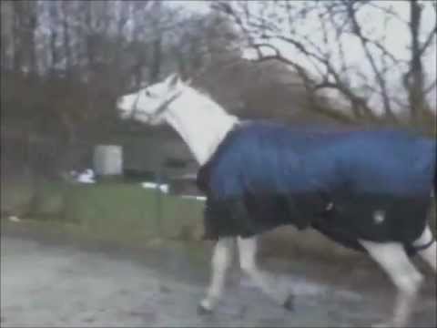 retarded horse - YouTube