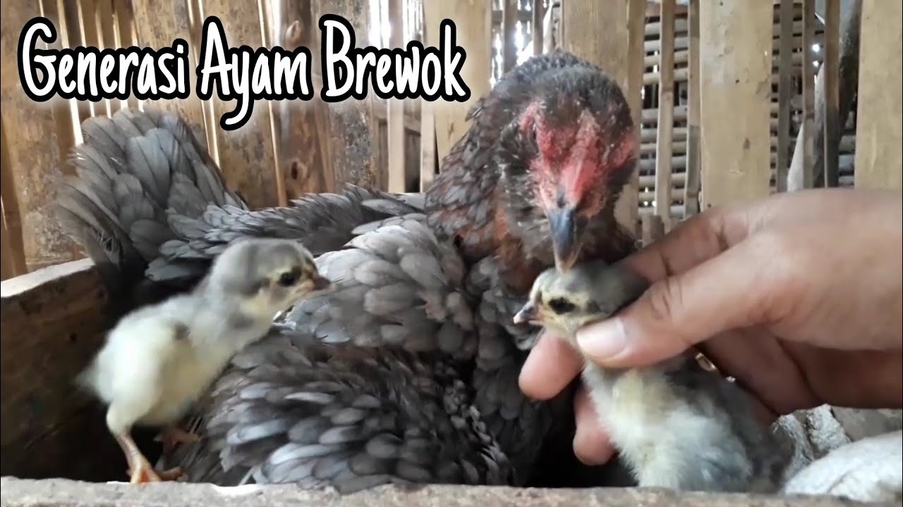 Induk Ayam Brewok dan Anak c4lon brewok (Mom and Chick) - YouTube