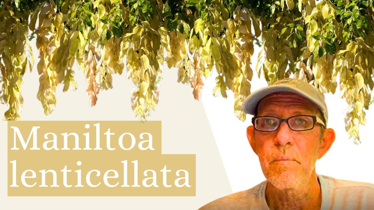 Maniltoa lenticellata - Silk Handkerchief Tree - YouTube