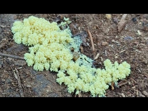 tapioca slime mold I seen at central park - YouTube