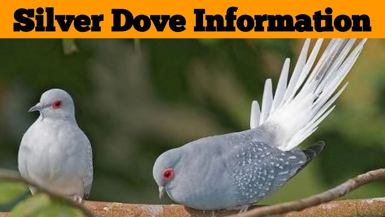 Sliver Dove Information 2024 | Dove Breeding Tips | Dove Setup 2024 ...