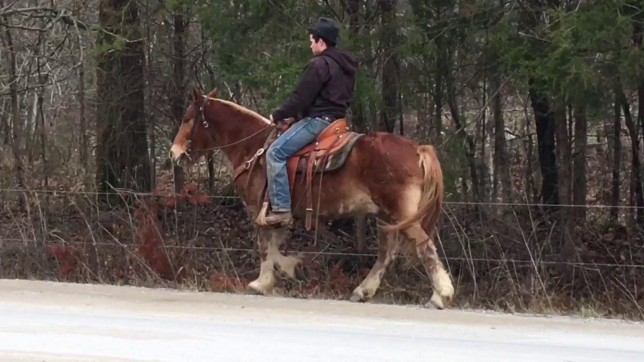 Haflinger team for sale. Ride and drive - YouTube