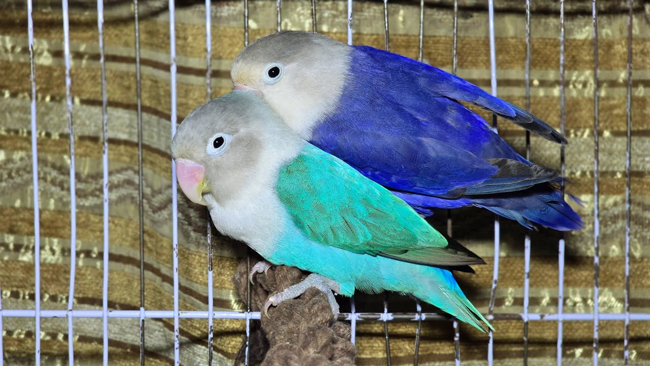 24/7 Lovebirds Live Cam 🕊️ | Watch Their Playful Moments 24/7 | Birds ...