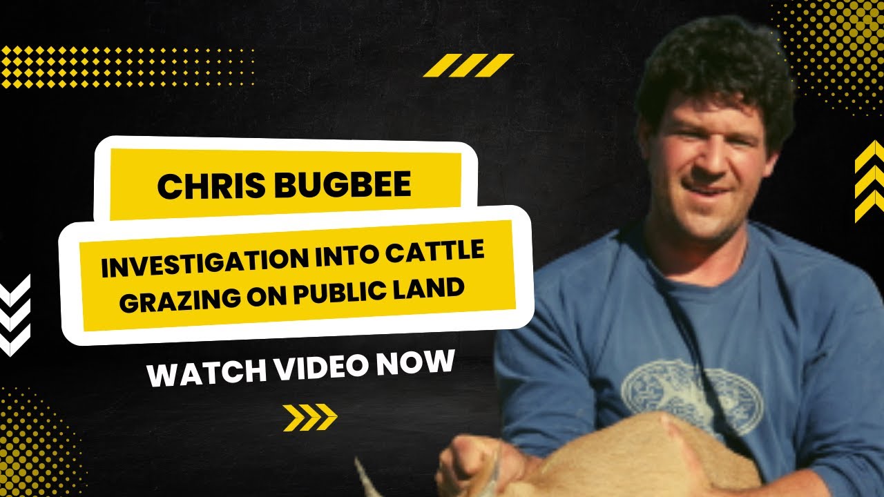 Conversation With Chris Bugbee On An Ongoing Investigation Into Cattle ...