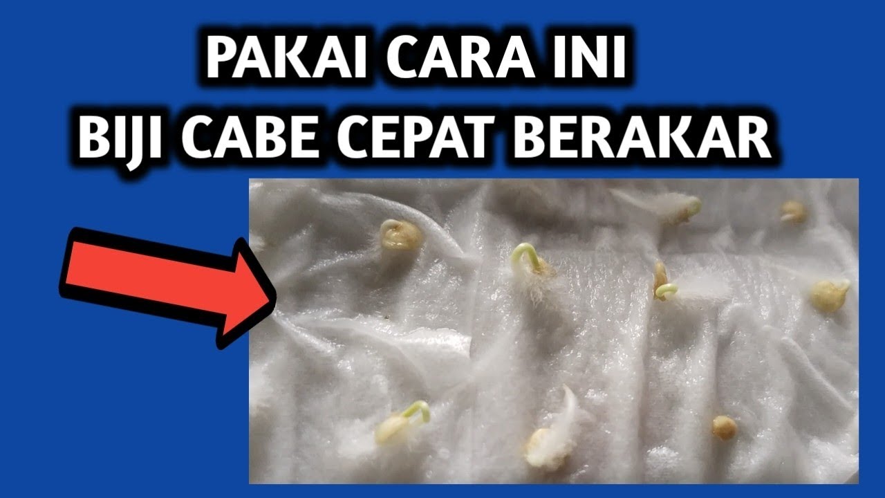 BIJI CABE CEPAT BERAKAR - YouTube