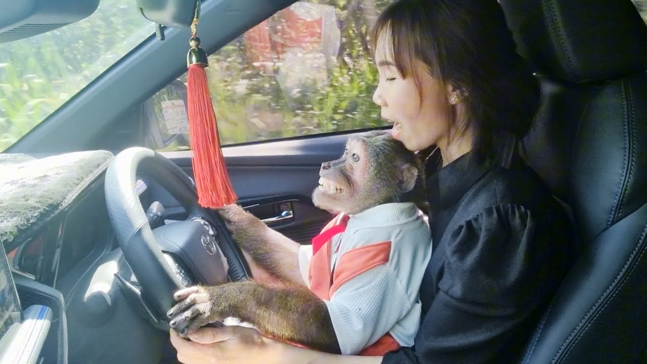 Abu is luxurious enough to drive car! - YouTube