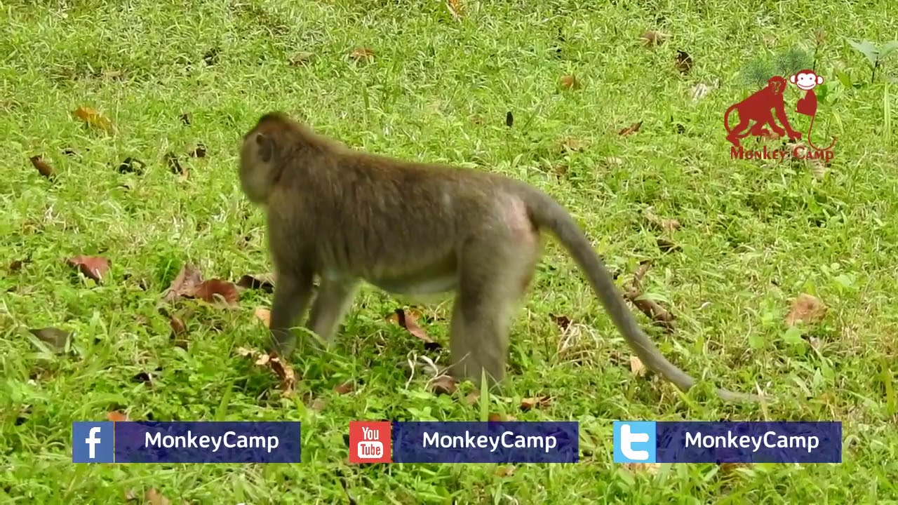 Poor monkey life at Angkor, Real life of baby monkey in Angkor, Monkey ...