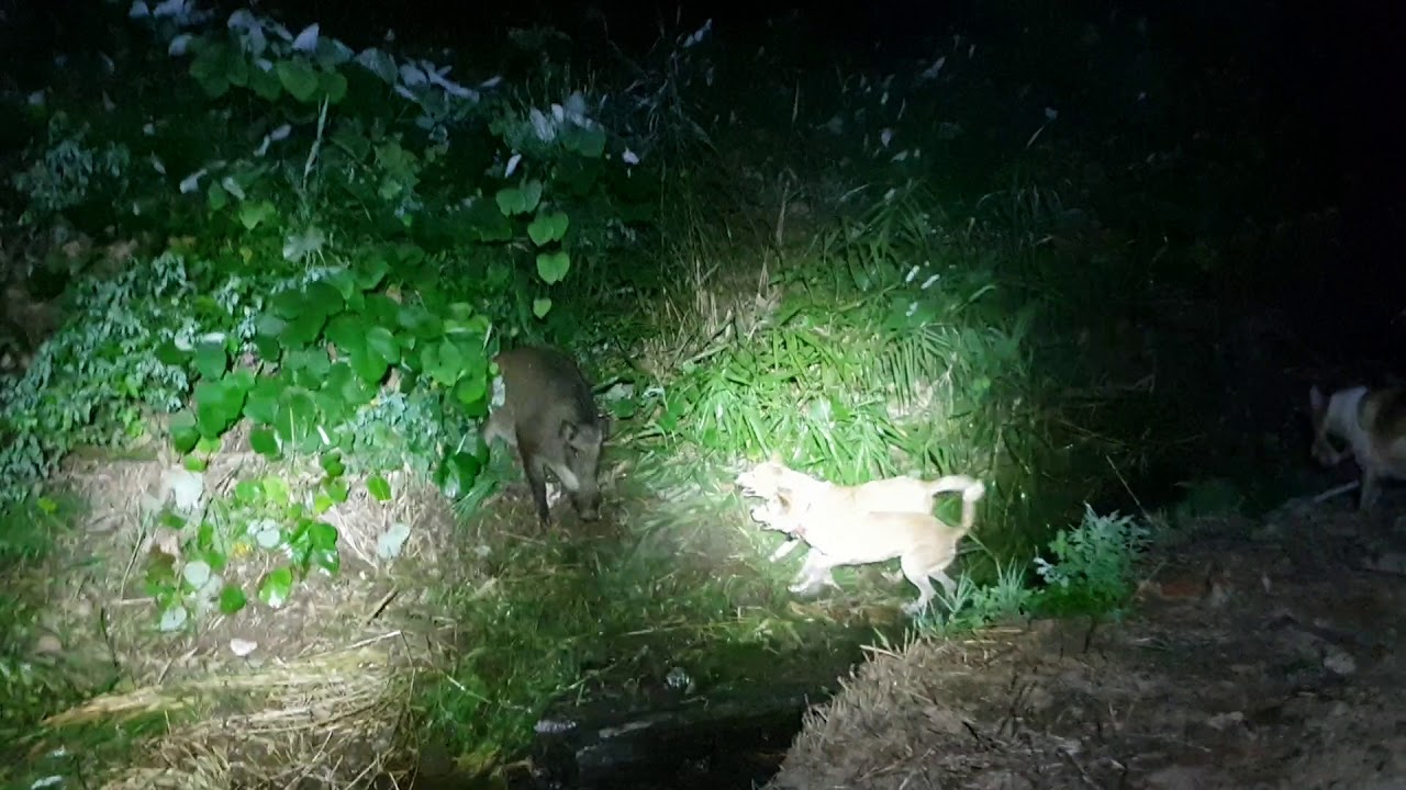 Korea wildboar hunting - YouTube