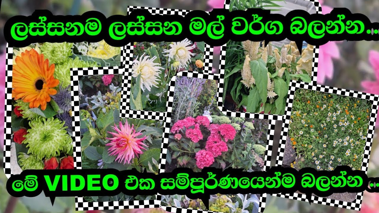 England පිපුණු මල් ලස්සනද බලන්න Youtube