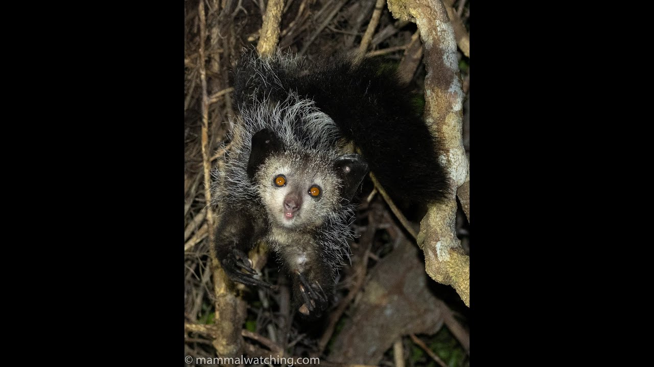 Wild Aye-aye in northern Madagascar - YouTube