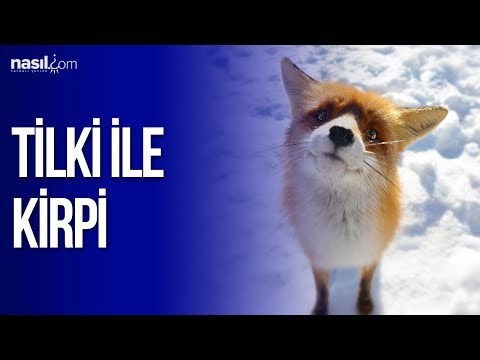 Tilki ile Kirpi - Masal Dinle - Türkçe Masallar