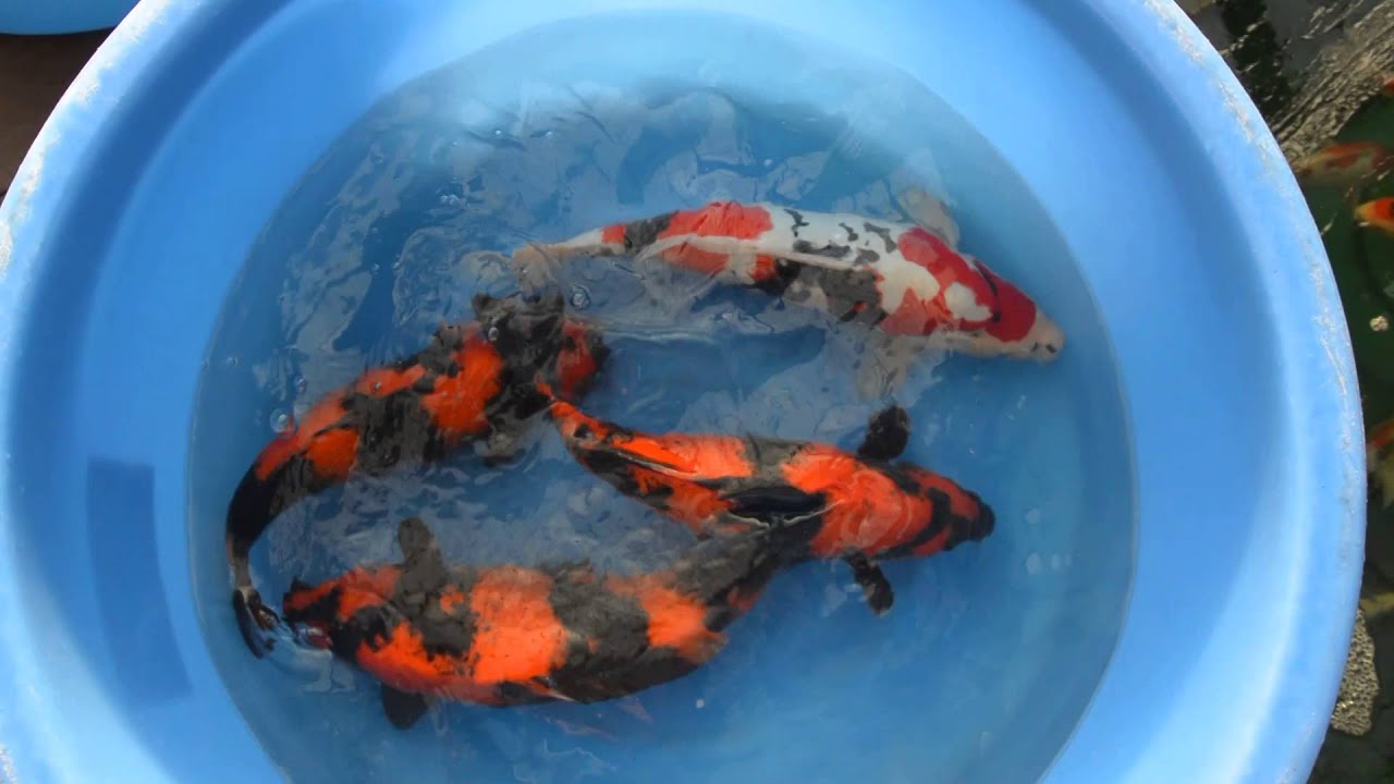 Koi&Co. Hi Utsuri und Doitsu Showa - YouTube