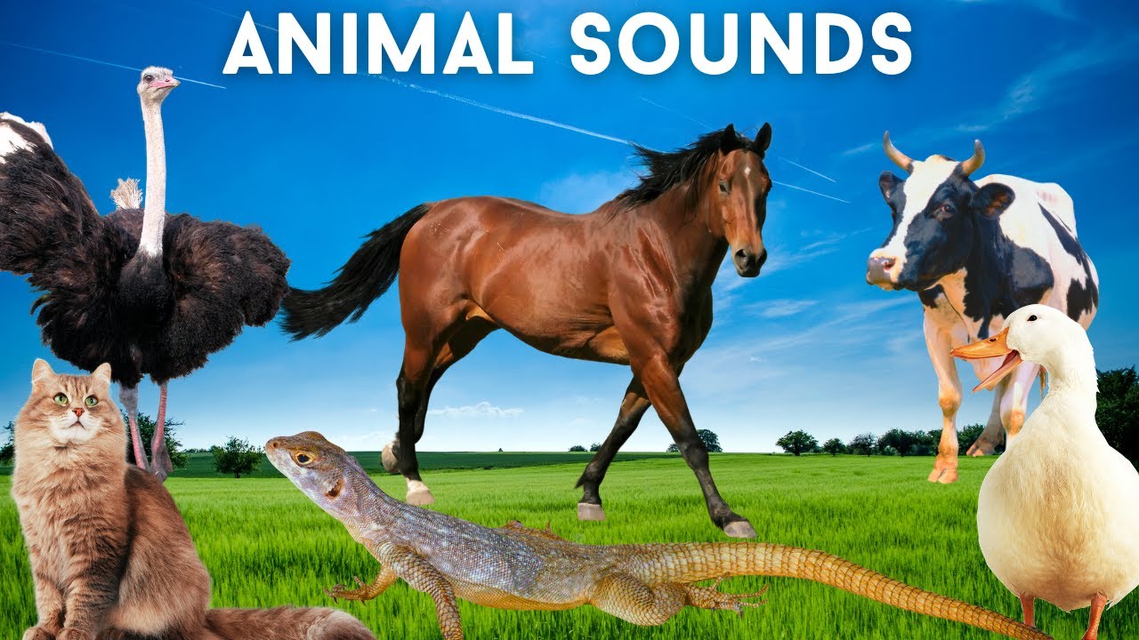 Learn Animal Calls and Sounds Around the World: Cat, Ostrich, Gecko ...