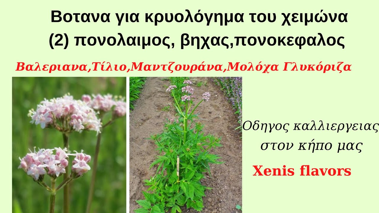 Θεραπευτικά βότανα για πονοκεφαλο,βηχα,πονολαιμο! Καλλιεργεια στον κηπο ...