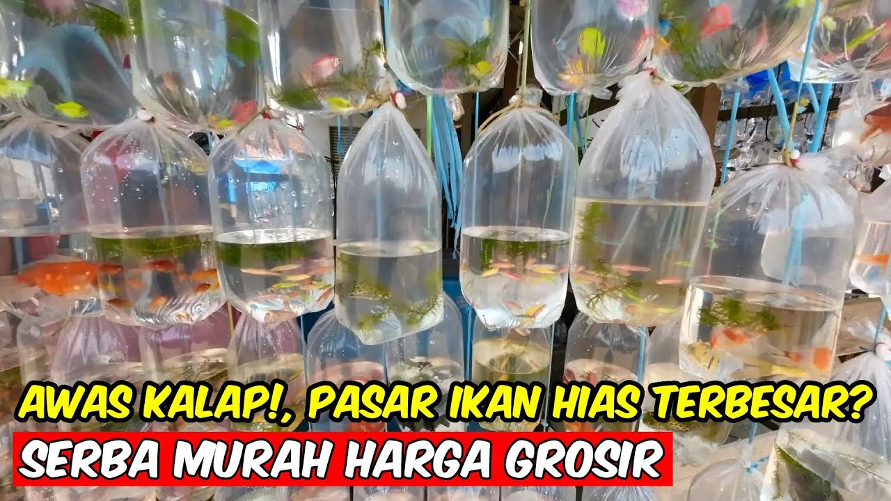 PASAR IKAN HIAS PARUNG BOGOR, TERBESAR DI INDONESIA? HARGA MURAH BANGET ...