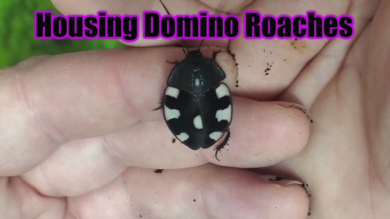 How To House Domino Roaches - Arachnotopia - YouTube