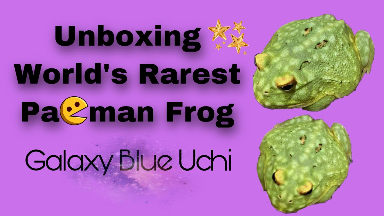 Unboxing Rarest Pacman Frog | The Galaxy Blue Uchi Pacman | Katak ...