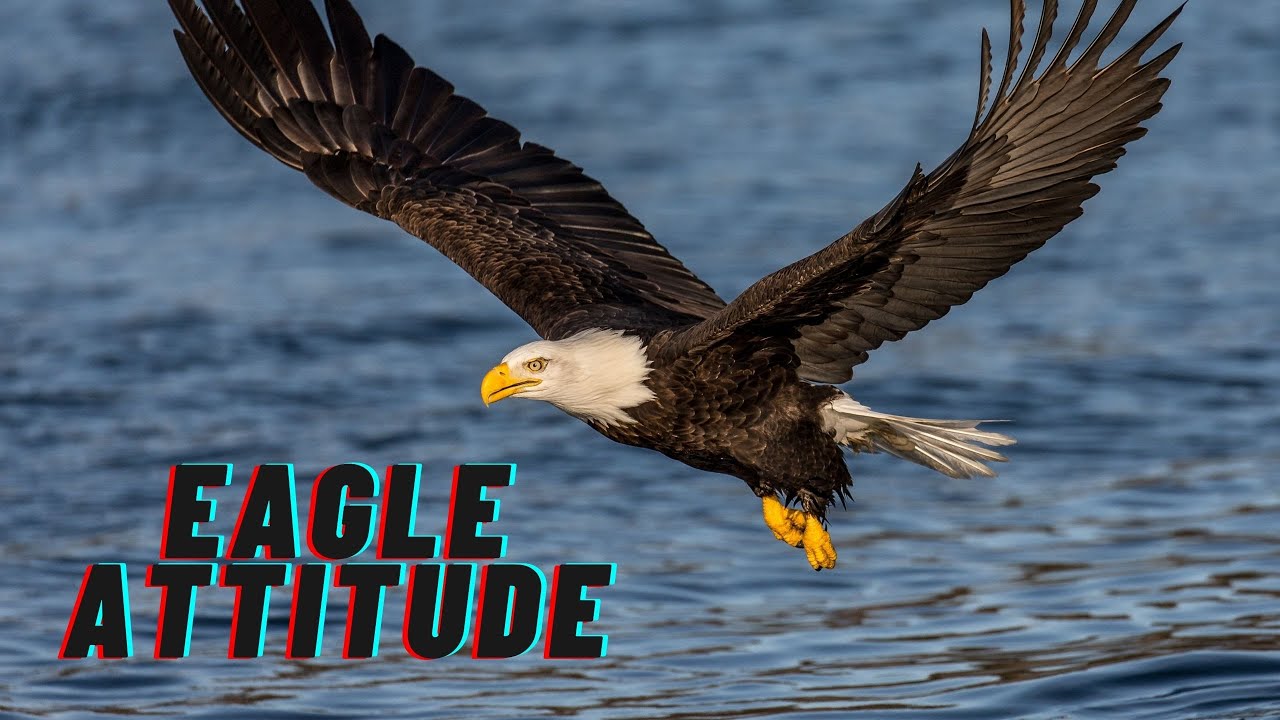 Eagle Attitude Motivational Video 2021 - YouTube