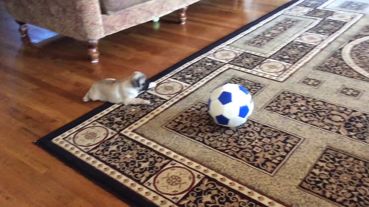 Little Pug Dinosaur - YouTube