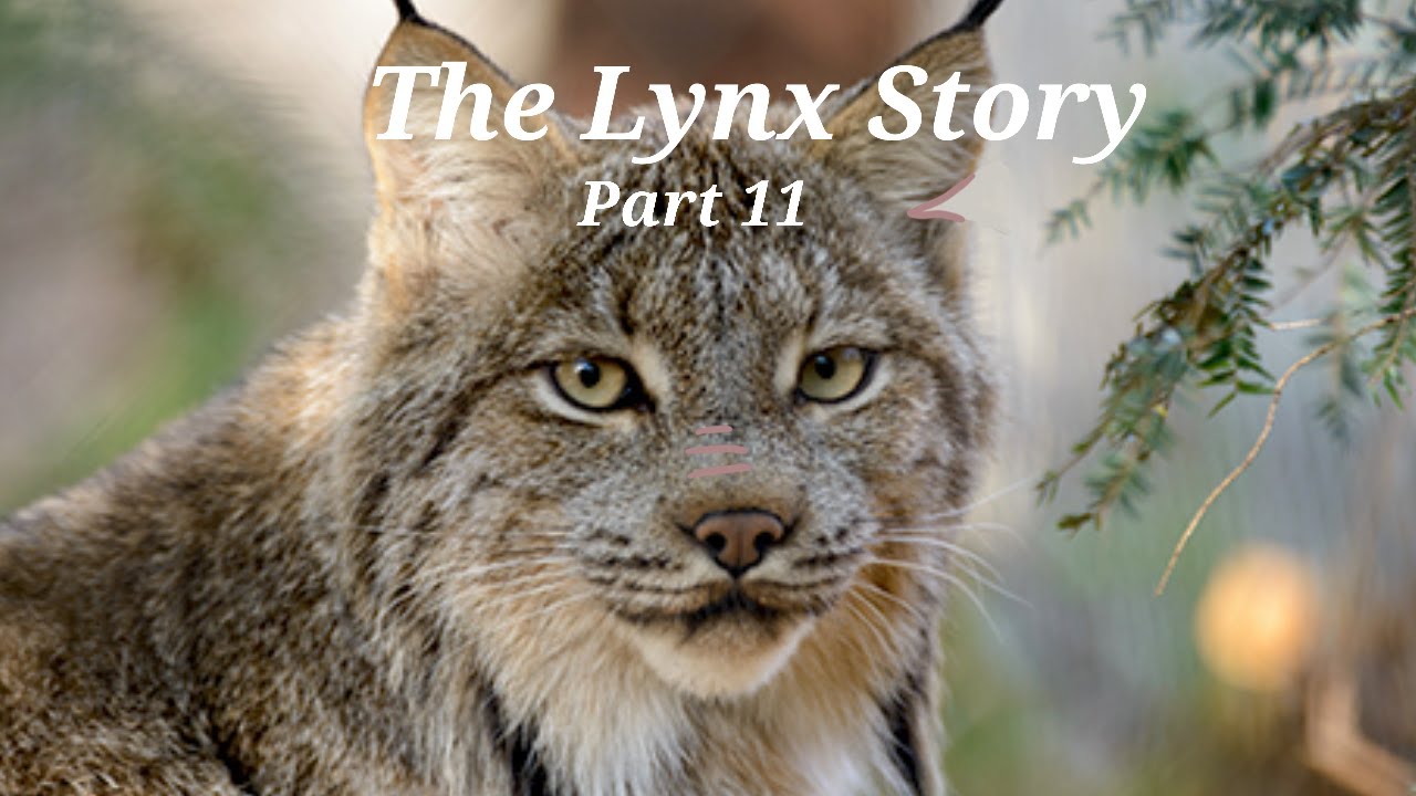The Lynx Story - Part 11 - YouTube